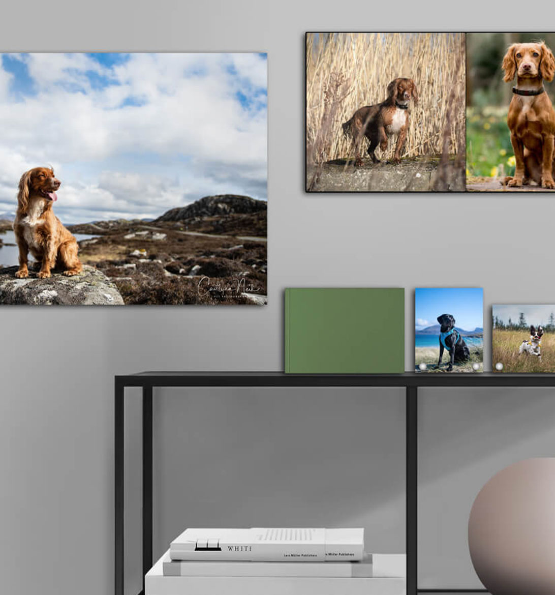 Pet Standard Sample Pack | Save over £200 | Loxley Colour